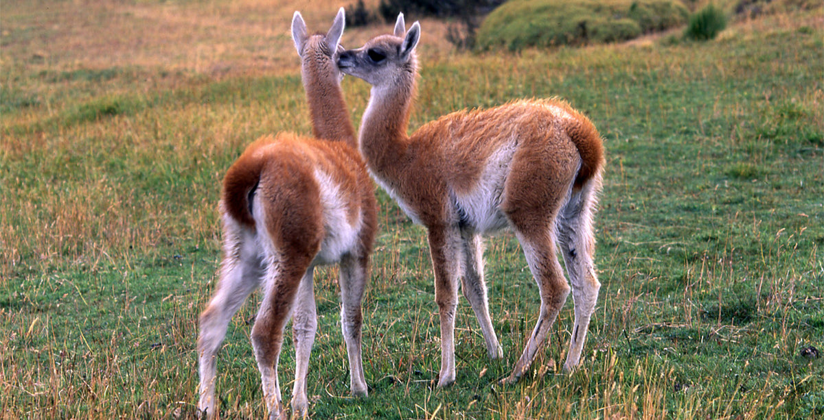 Vicuña Men's Collection | Coats - Stoles | Lanificio Colombo